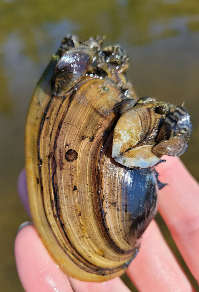 Giant Floater from Ottawa, ON, Canada on September 4, 2023 at 10:26 AM ...
