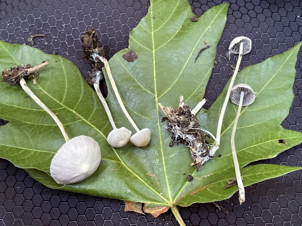 red edge brittlestem from Renton Issaquah Rd SE, Issaquah, WA, US on ...