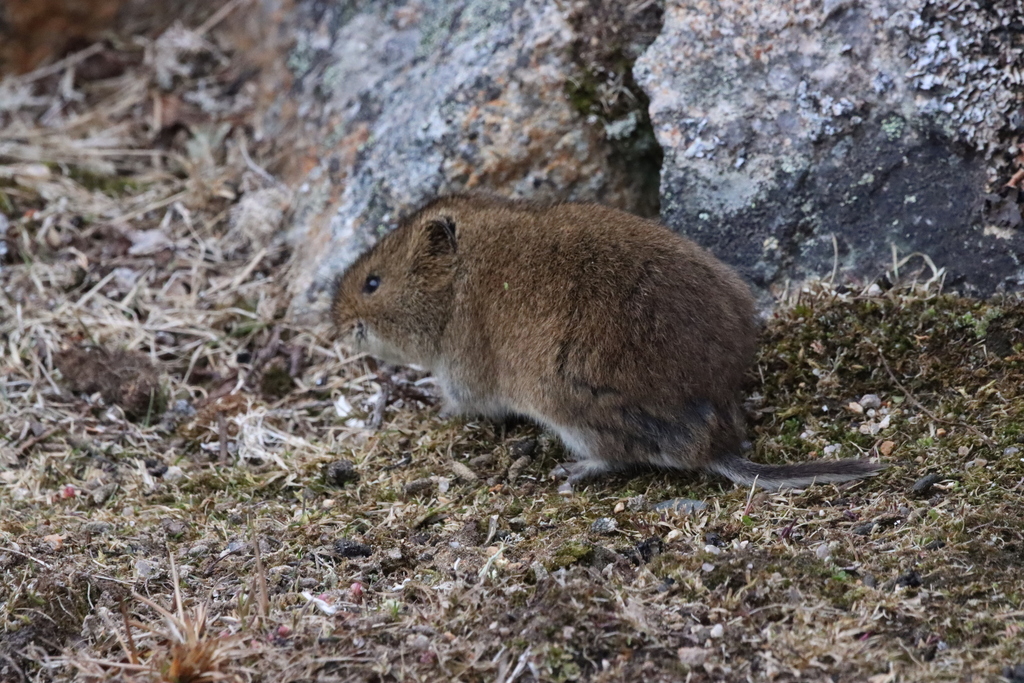 Tundra Vole from Gambell, Alaska, EE. UU. on June 4, 2023 at 09:47 PM ...