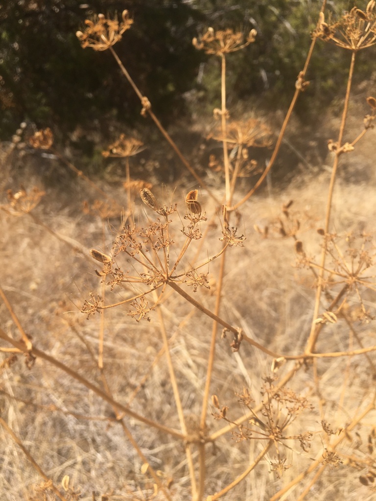 Texas Prairie Parsley from Austin, TX, USA on September 7, 2023 at 11: ...