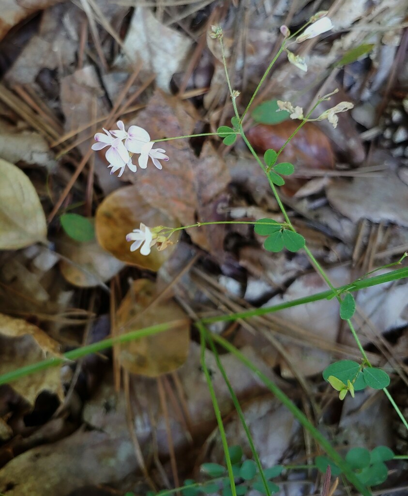 creeping lespedeza from Dekalb County, GA, USA on September 7, 2023 at ...