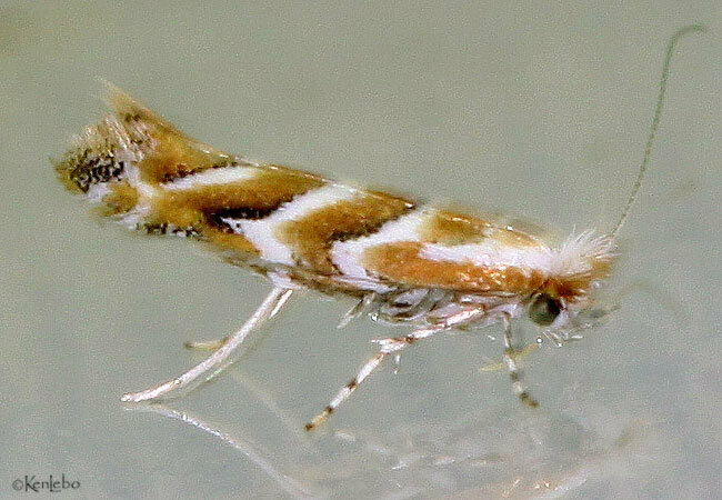 Leaf Blotch Miner Moths from Flagstaff, AZ, USA on August 4, 2023 at 09 ...