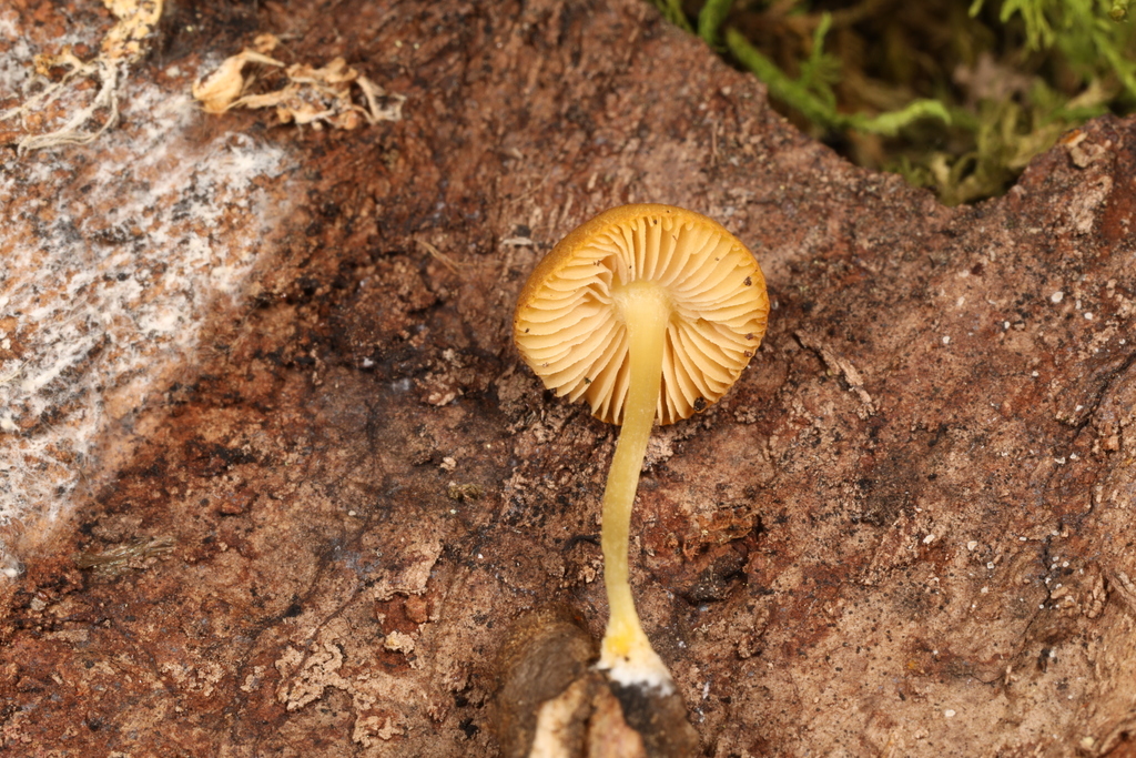 Goldleaf Shield from 770 Linn Run Rd, Rector, PA 15687, USA on ...
