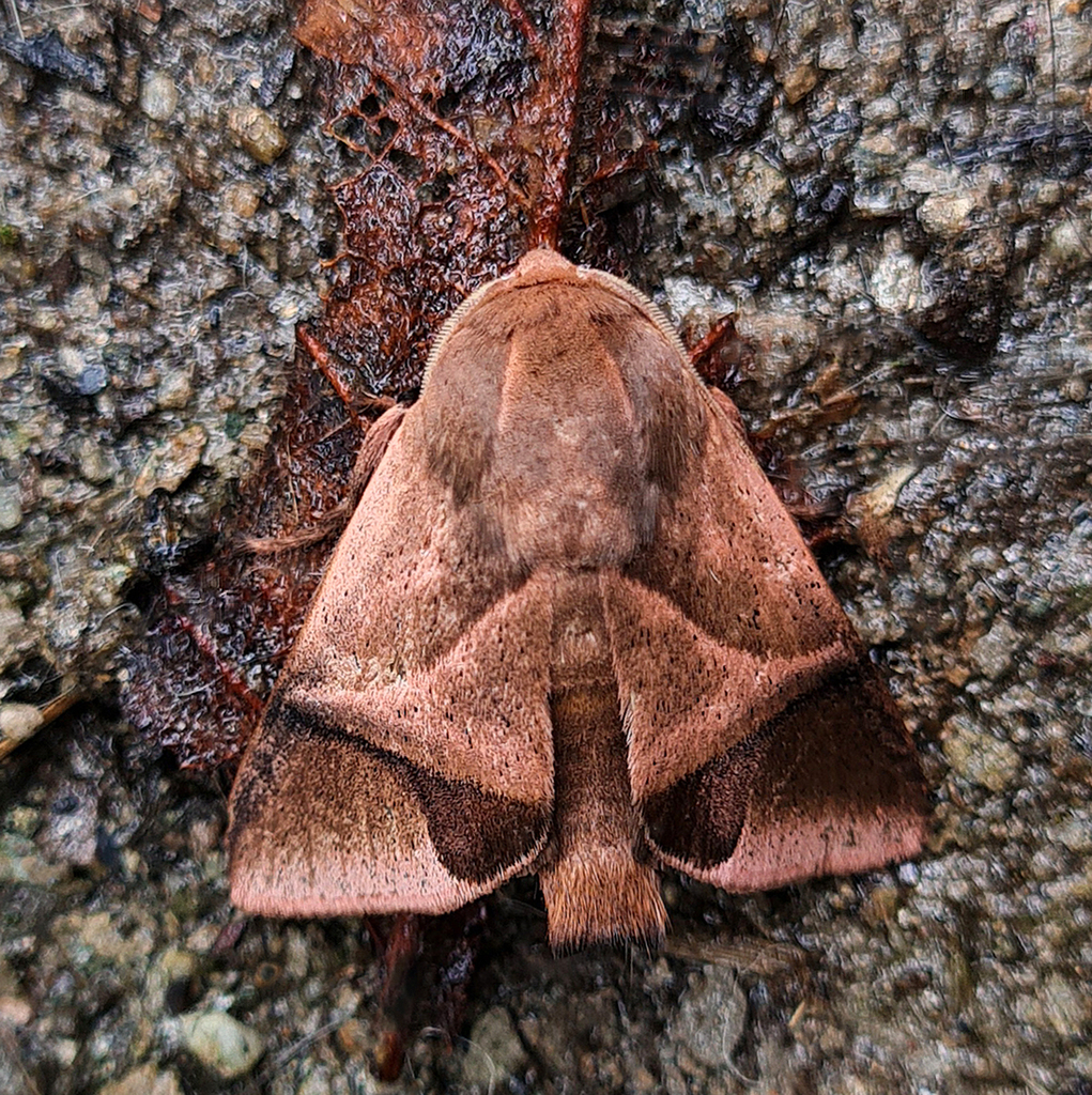 Setora postornata from Reshithang, Ranka, East Sikkim, Sikkim, India on ...