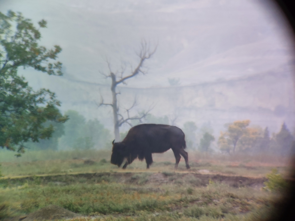American Bison from Medora, ND 58645, USA on September 8, 2023 at 11:42 ...