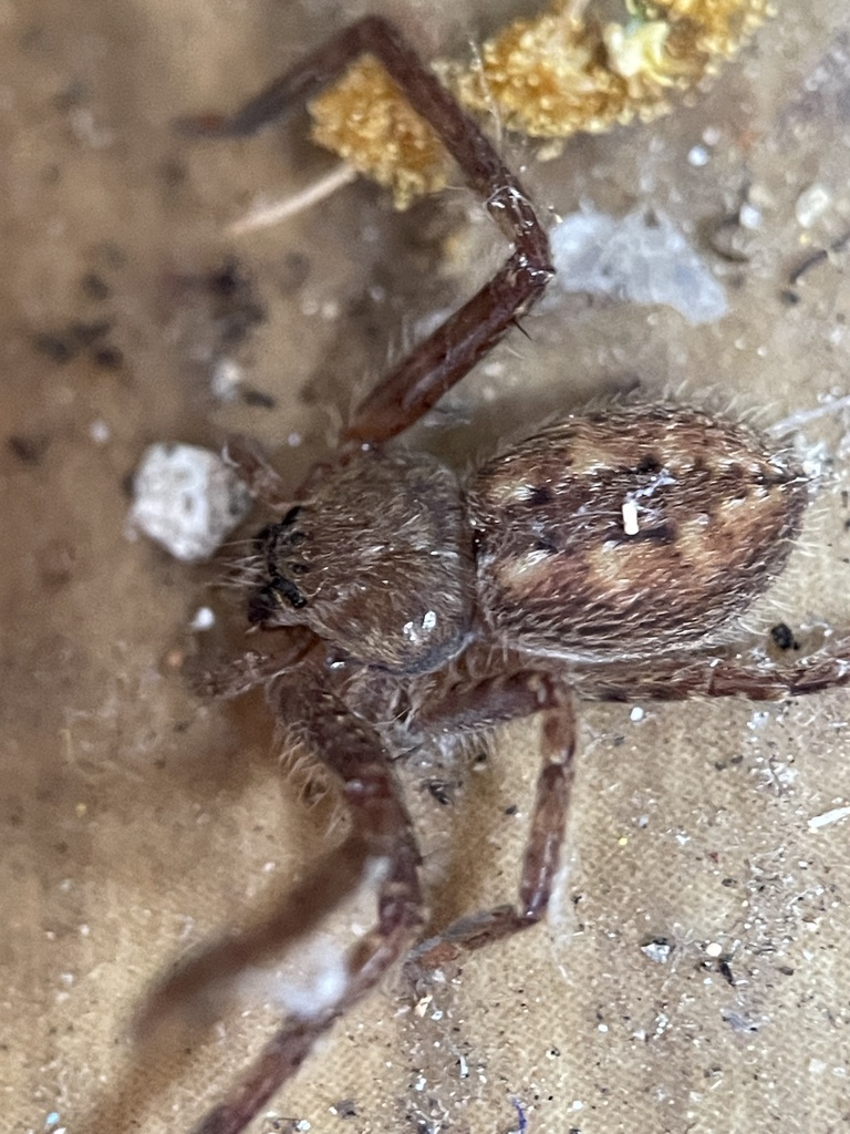 Mountain Huntsman from Frankston South, VIC, AU on September 9, 2023 at ...