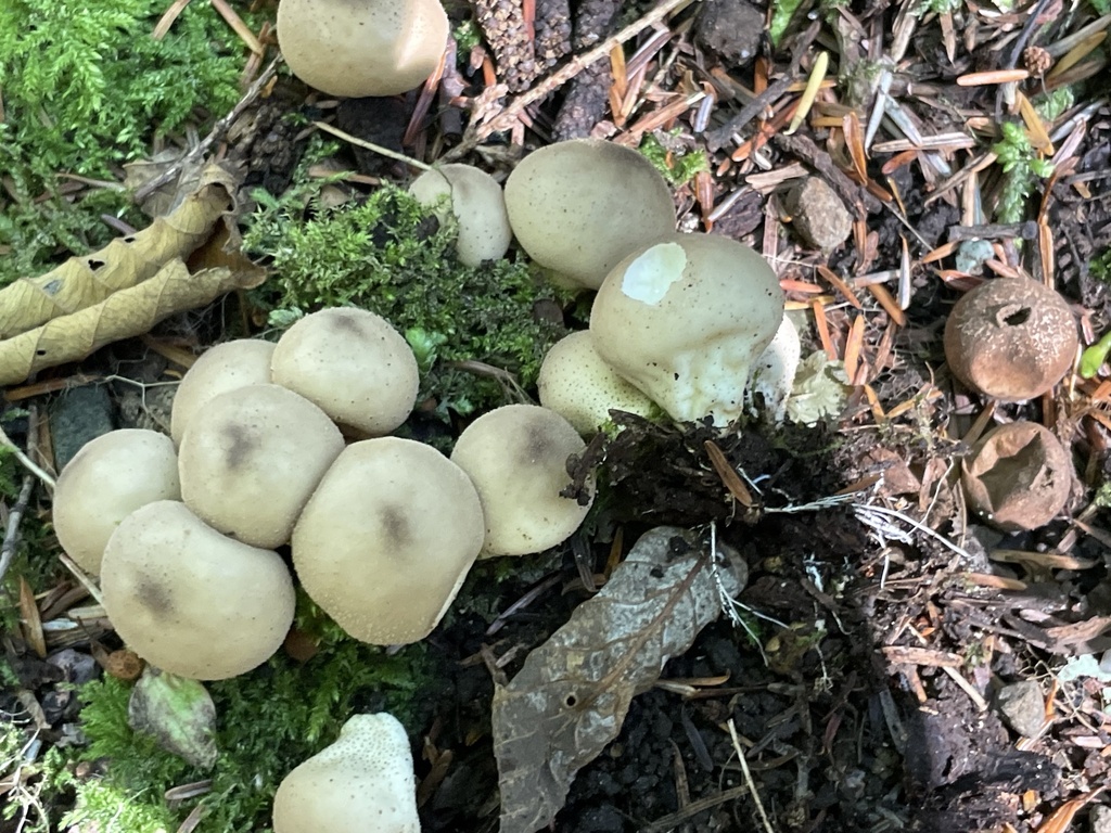 Lycoperdon from Sunrise Pl SE, Issaquah, WA, US on September 8, 2023 at ...