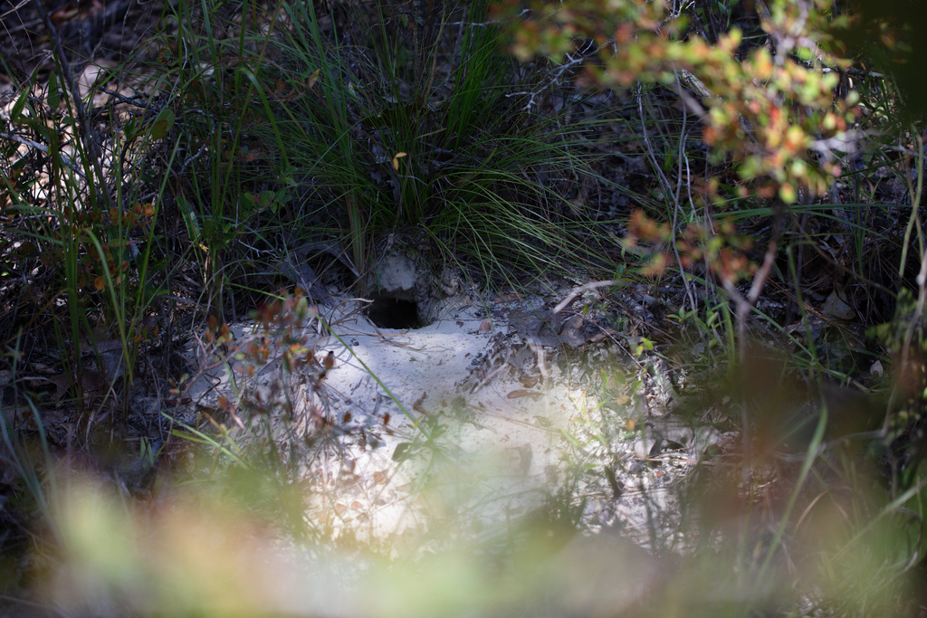 Gopher Tortoise in September 2023 by Sarah Kelsey. Approximate location ...