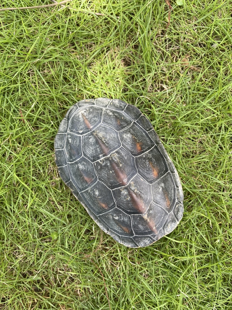 Common thread turtle from 臺灣島, 五結鄉, ILA, TW on September 9, 2023 at 10: ...