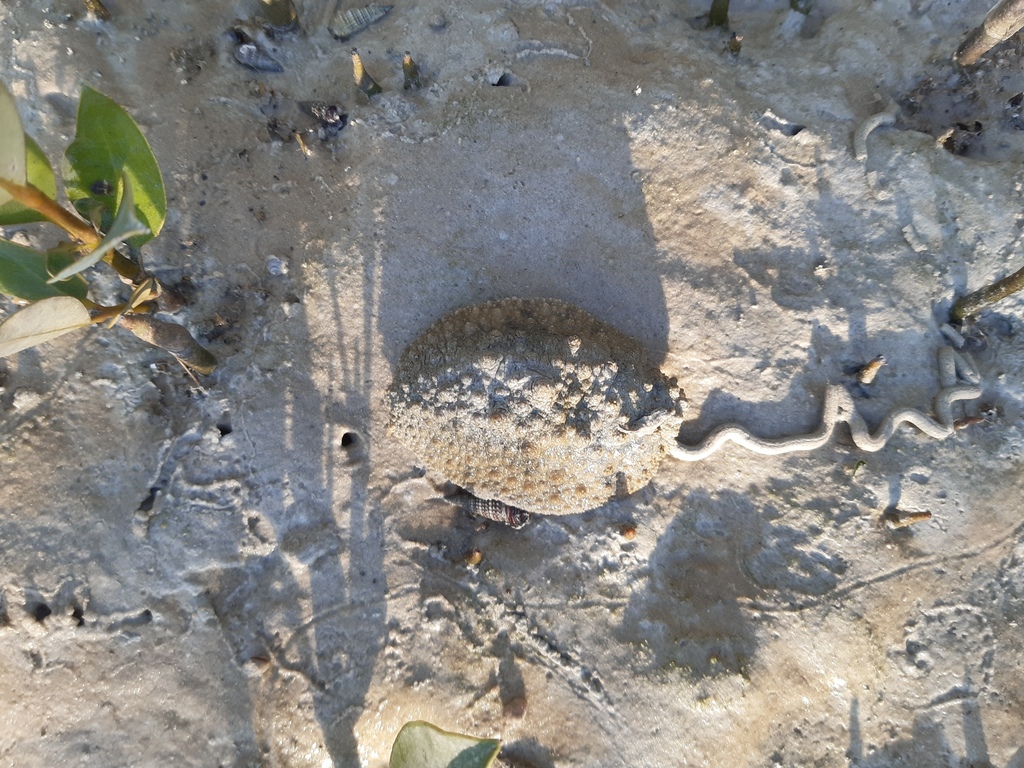 Warty Slug from Broome, WA, Australia on August 17, 2023 at 04:53 PM by ...
