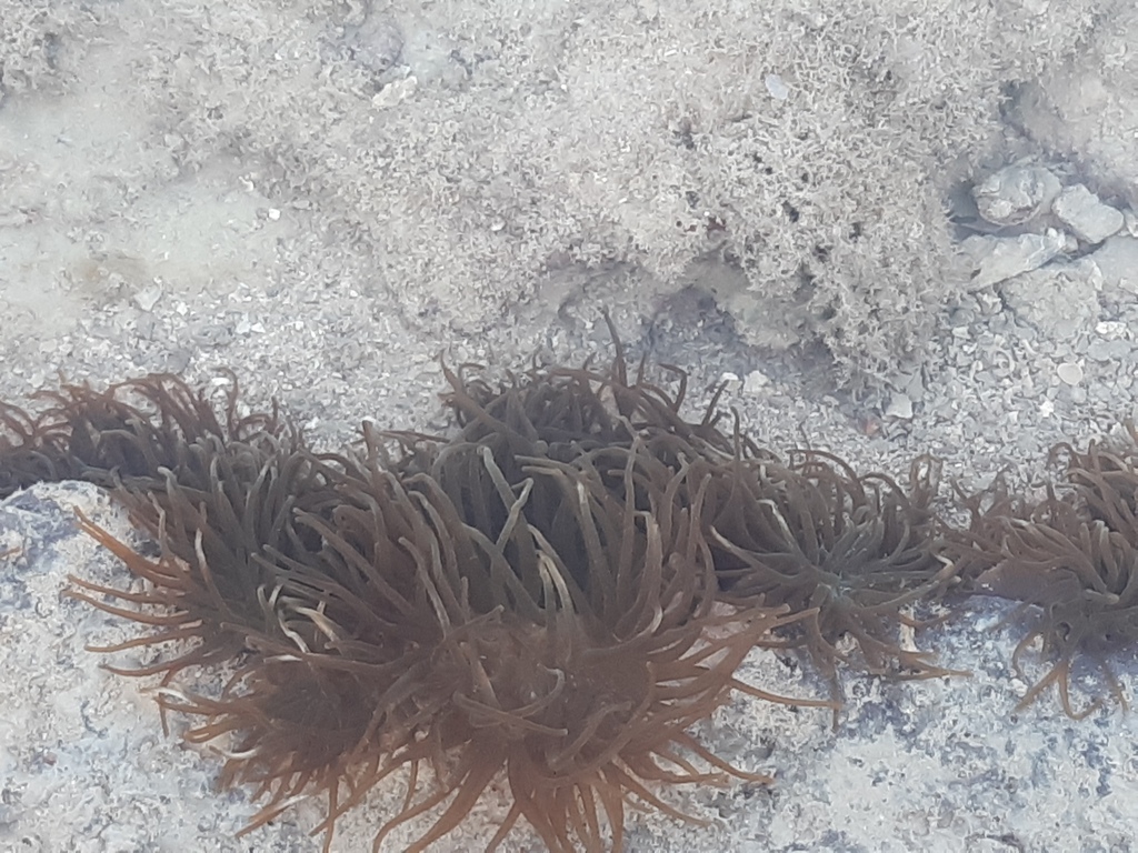 Sea Anemones from Broome, WA, Australia on August 18, 2023 at 06:43 AM ...