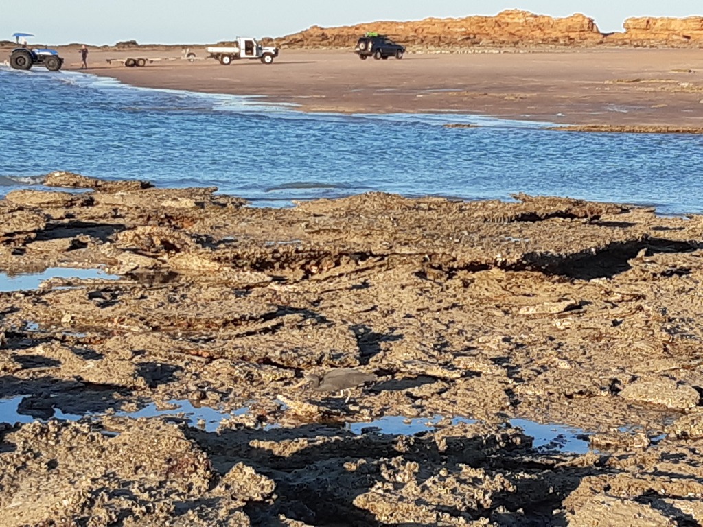 Pacific Reef-Heron from Broome, WA, Australia on August 18, 2023 at 06: ...
