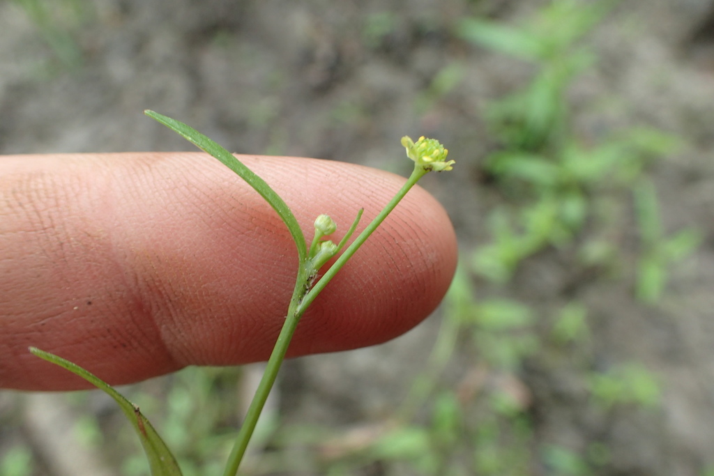low spearwort (Nash Prairie Plants List) · iNaturalist