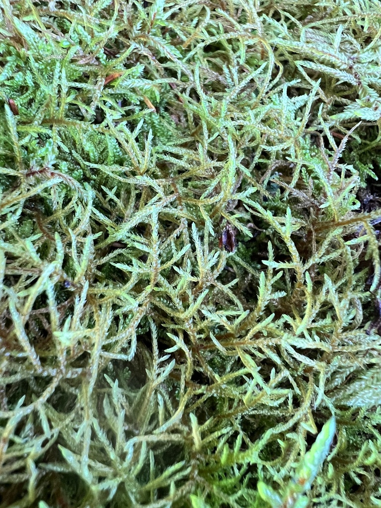 pinched shaggy moss in September 2023 by Ian Bryson · iNaturalist