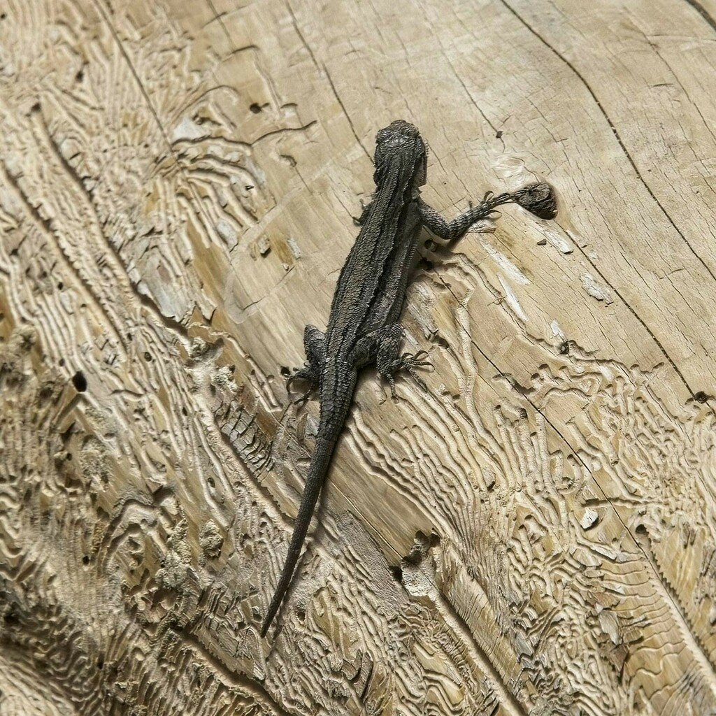 Spiny Lizards from Gila County, AZ, USA on August 23, 2023 at 12:24 AM ...