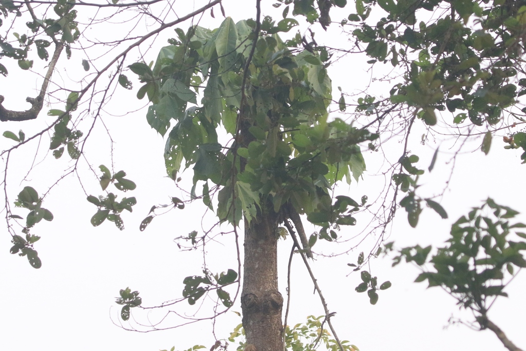 elephant rope tree from Taki N.C., Assam 781330, India on April 10 ...