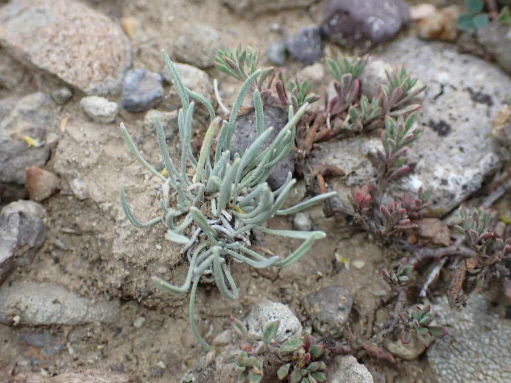 Pygmy Bladderpod from Grand County, CO, USA on August 5, 2023 at 06:43 ...