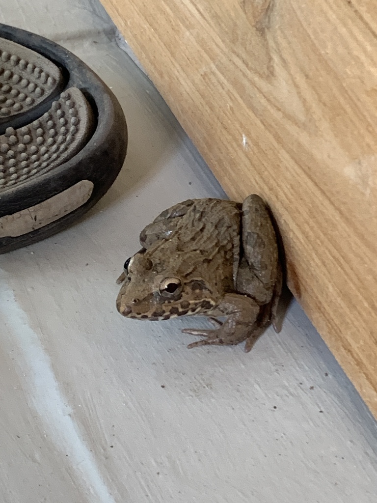 Crab-eating Frog from Λομπόκ, Kabupaten Lombok Tengah, West Nusa ...