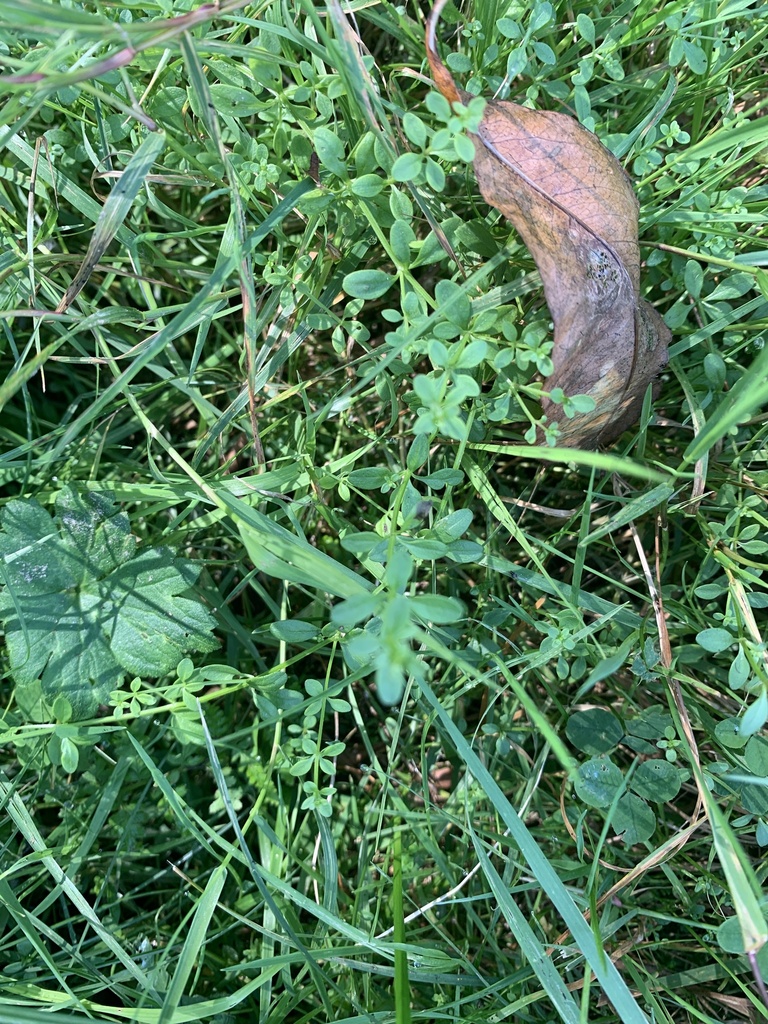Common Marsh-bedstraw in September 2023 by Charlie Hohn · iNaturalist