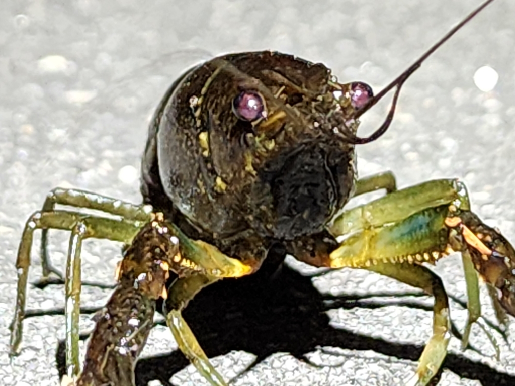 Everglades Crayfish in September 2023 by Isaac Lord · iNaturalist