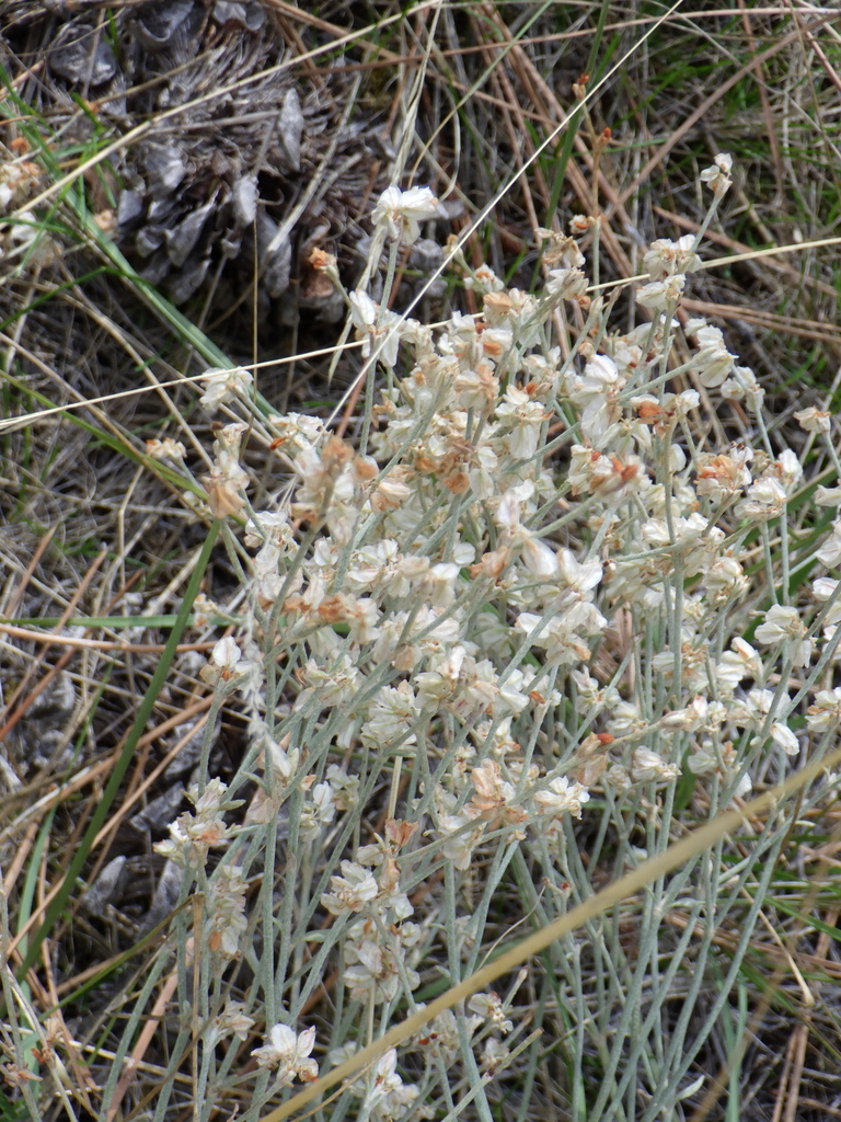 Snow Buckwheat from Spokane County, WA, USA on September 7, 2023 at 03: ...