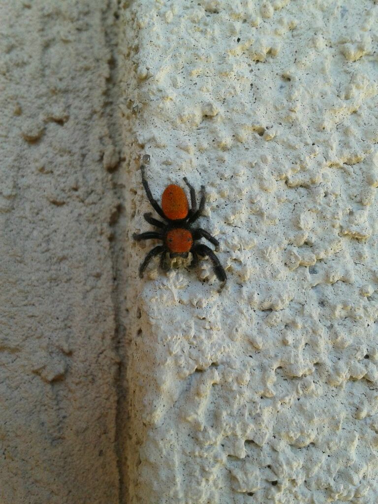Apache Jumping Spider from University Park, Fort Collins, CO 80524, USA ...