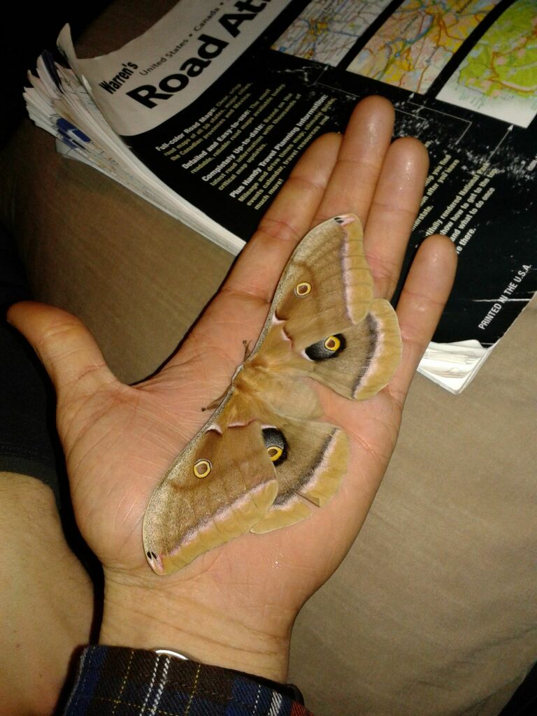 Polyphemus Moth from North Padre Island, Texas on March 19, 2013 at 07: ...