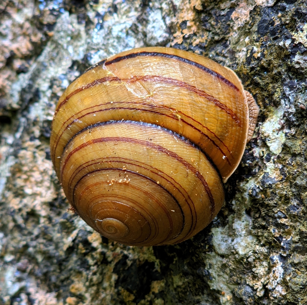 Camaena hainanensis from Sanya, CN-HA, CN on July 14, 2023 at 12:44 PM ...