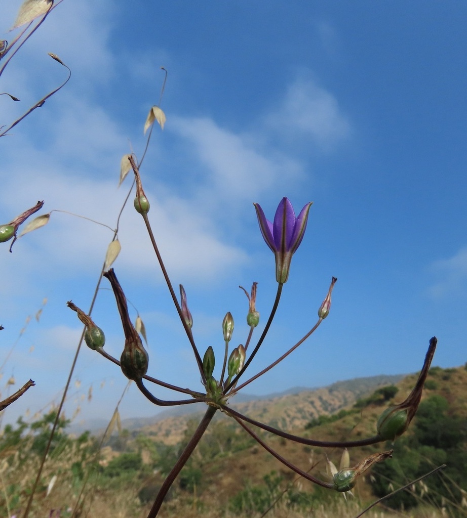thread-leaved brodiaea in June 2023 by tkellerrio. third photo is of ...