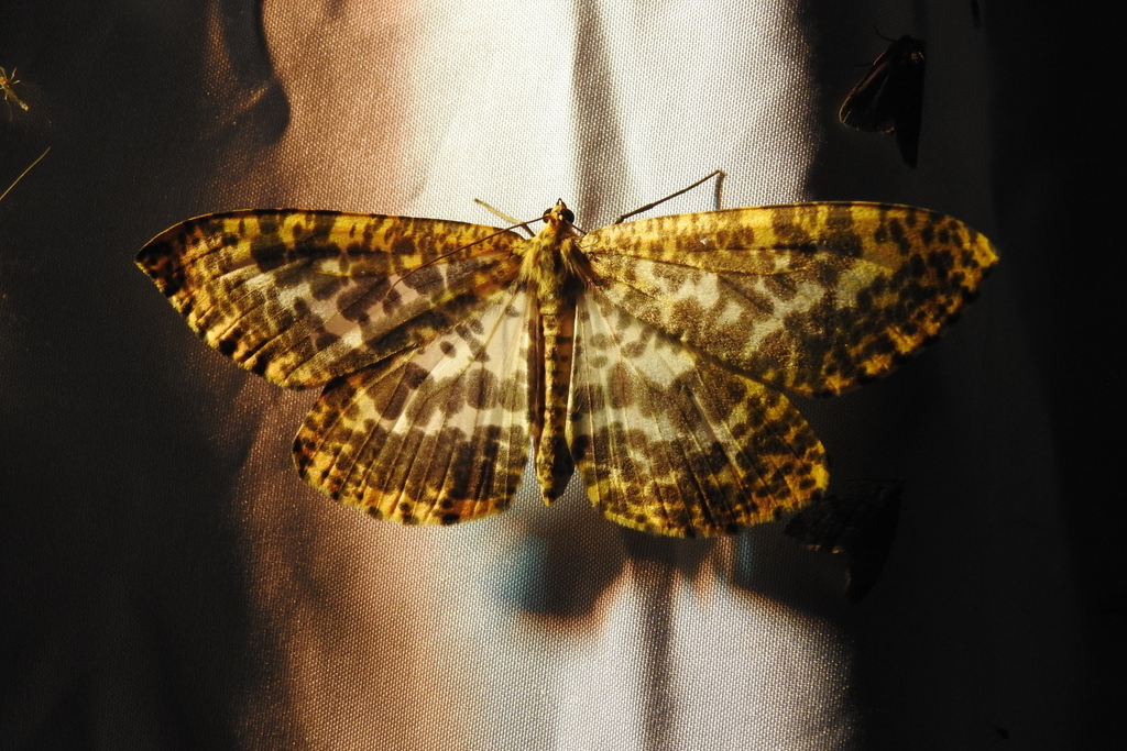 Obeidia gigantearia from W6QG+W5J, Longquan, Lishui, Zhejiang, China ...