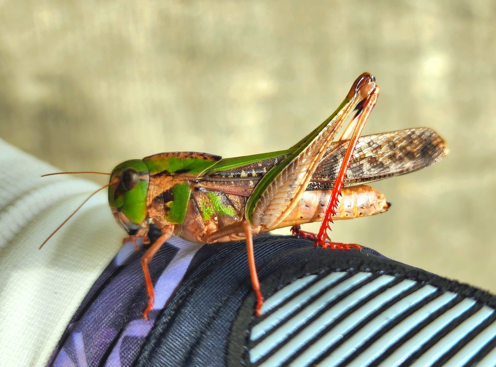 Migratory Locust from Ji'an, CN-JX, CN on August 13, 2023 at 01:10 PM ...