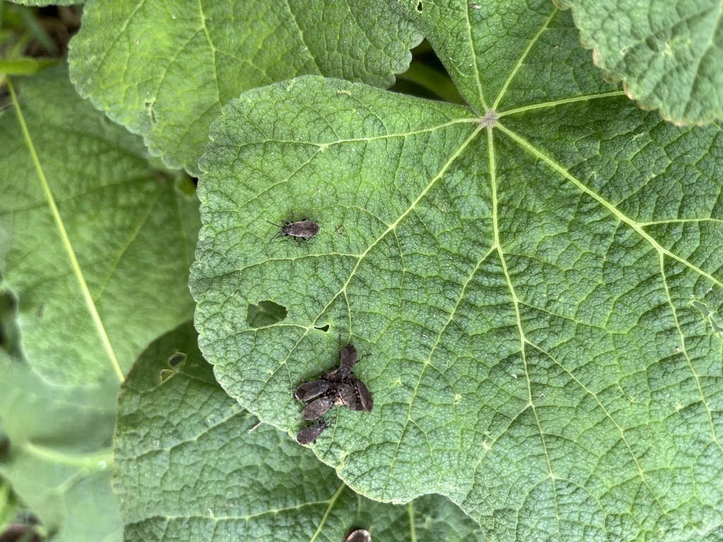 Pyrrhocoris sibiricus in September 2023 by mako328 · iNaturalist