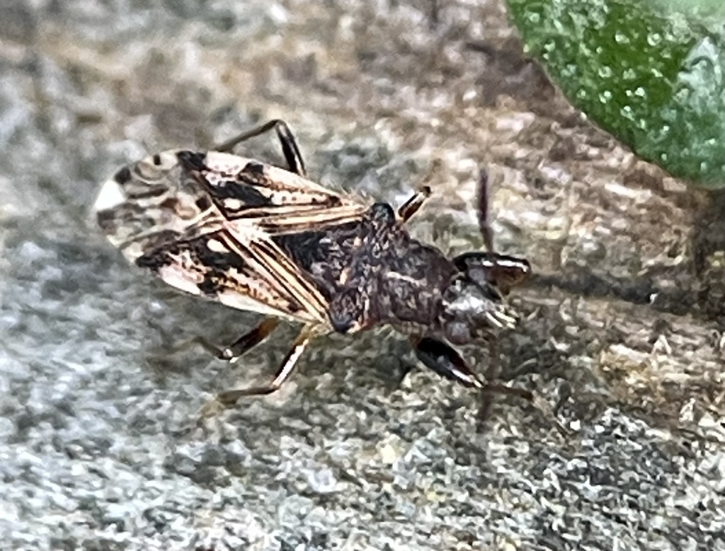 Strawberry Bug in September 2023 by suecee. Found near strawberry plant ...