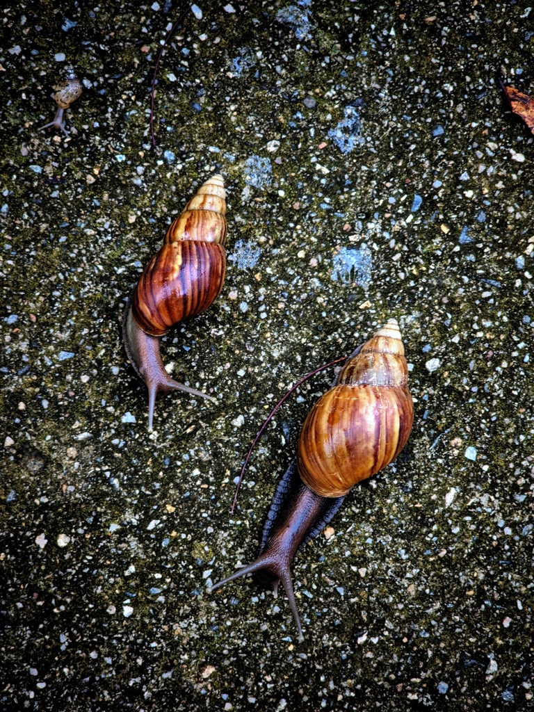African Giant Snail from Hainan, CN-HA, CN on July 2, 2023 at 05:29 PM ...