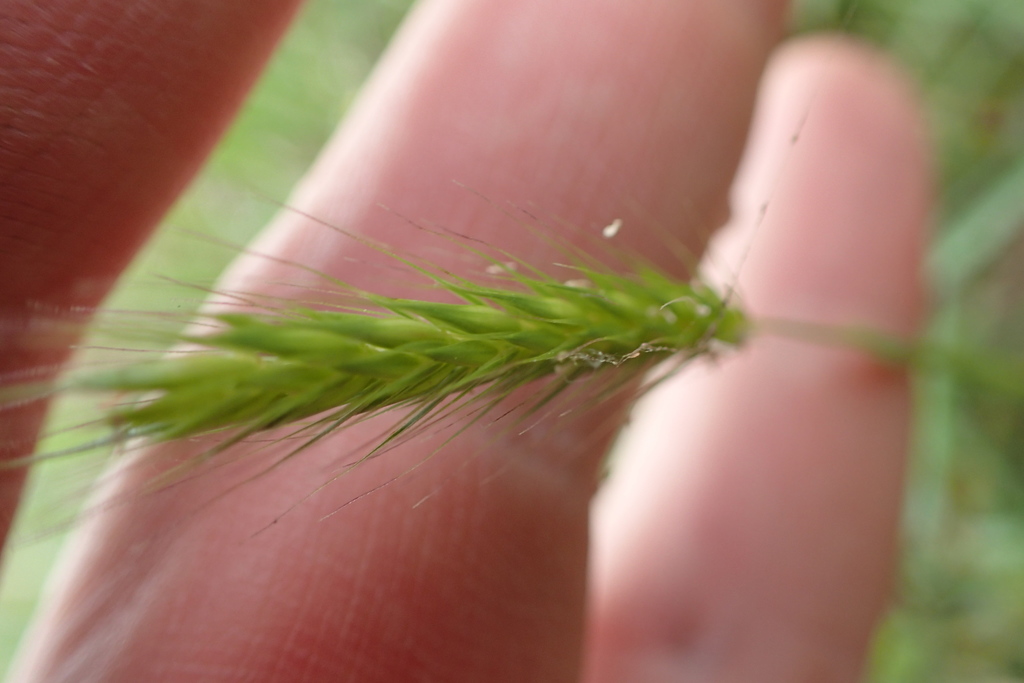 Little Barley (Plants of Dallas/Fort Worth) · iNaturalist