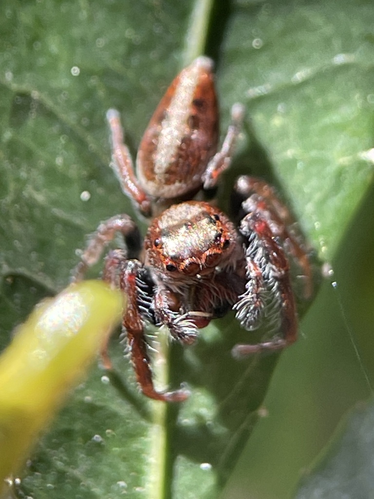 Garden Jumping Spiders in September 2023 by suecee · iNaturalist