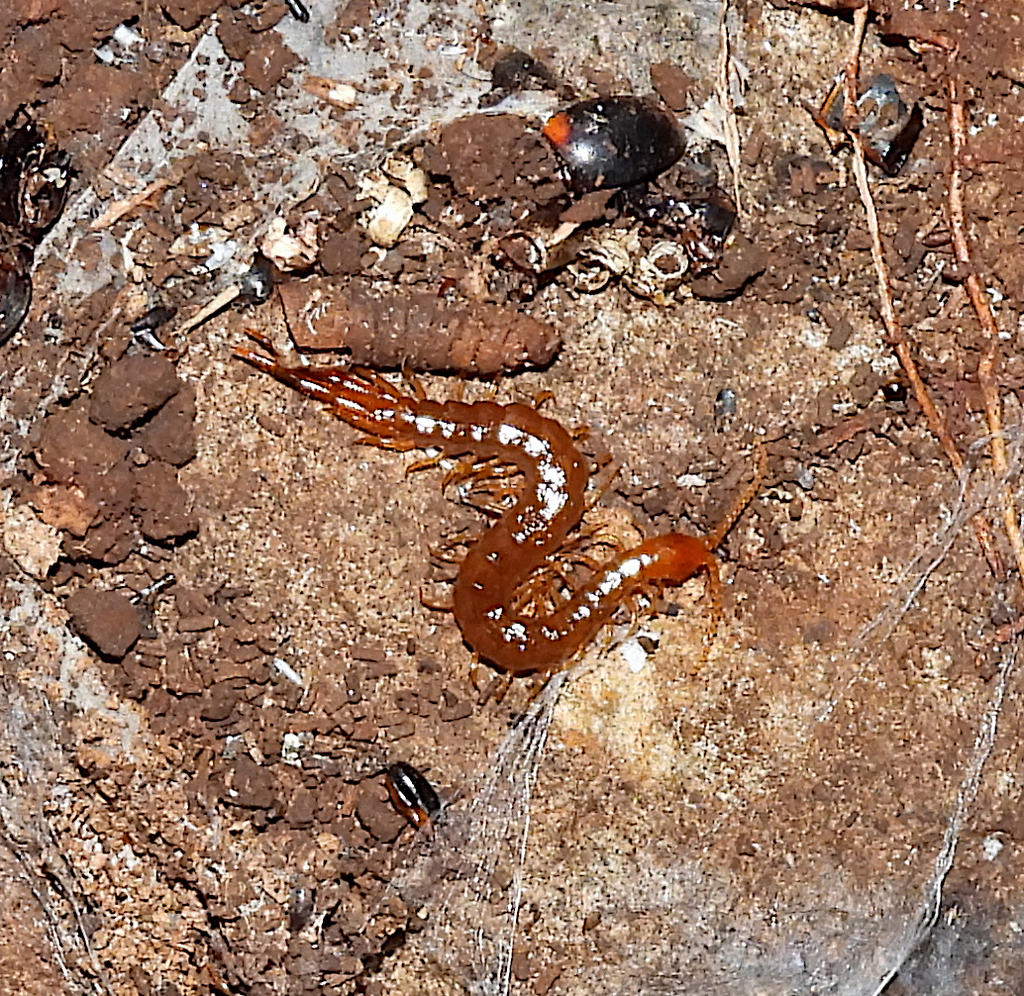 Bark Centipedes from Maiala, Mount Glorious QLD 4520, Australia on ...