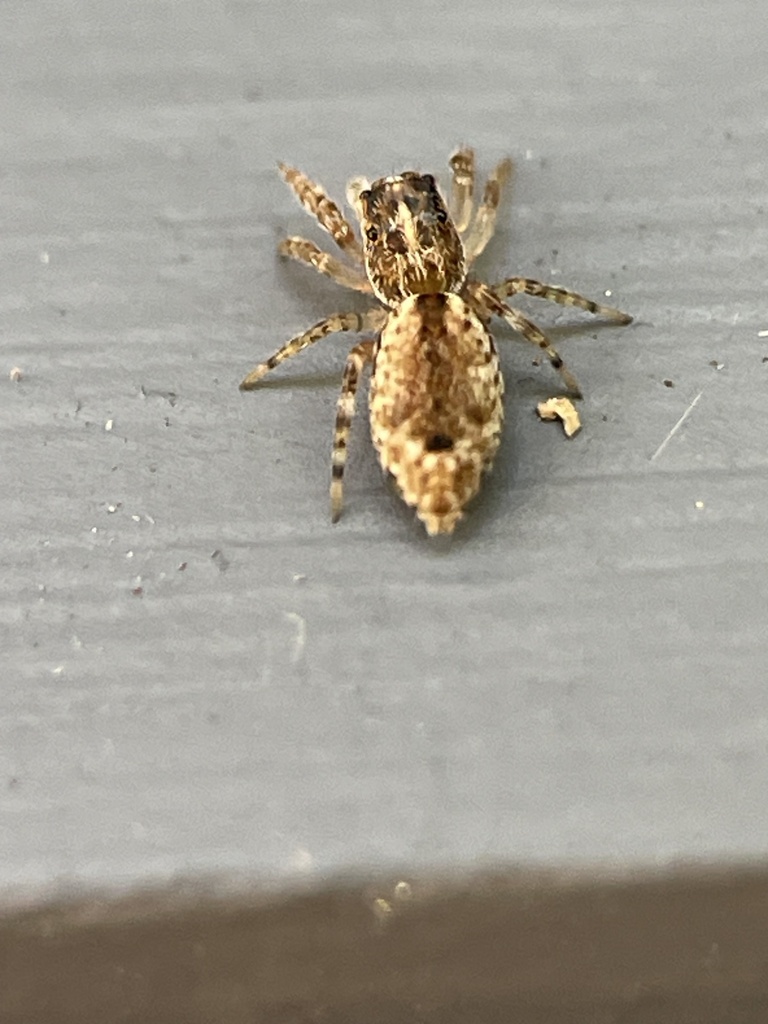 Typical Jumping Spiders in September 2023 by suecee · iNaturalist