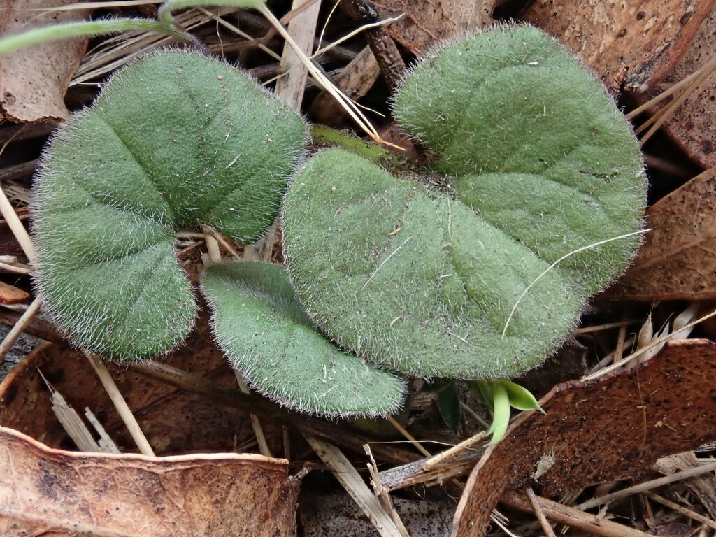 kidney weed (Dichondra repens) - Botanical Realm