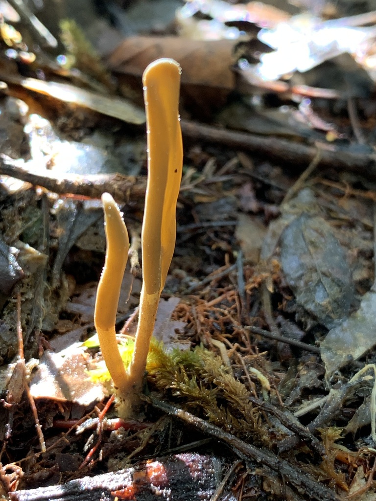 Microglossum from Mangapapa conservation area, Bay of Plenty, New ...