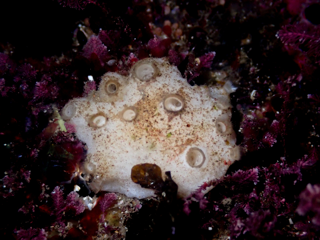 Calcareous Sponges from Bateau Bay Beach, NSW, Australia on September 9 ...