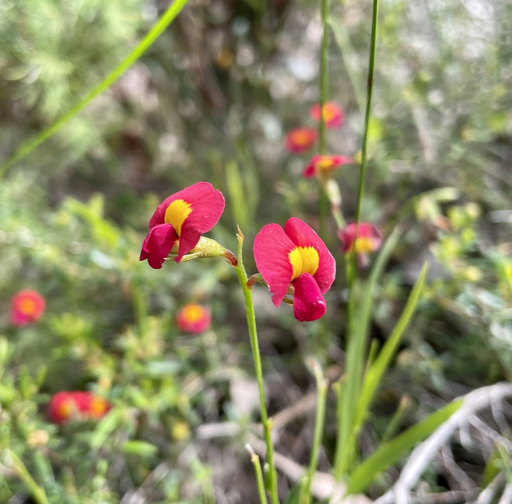 Scarlet Flame Pea (Chorizema rhombeum) - Botanical Realm