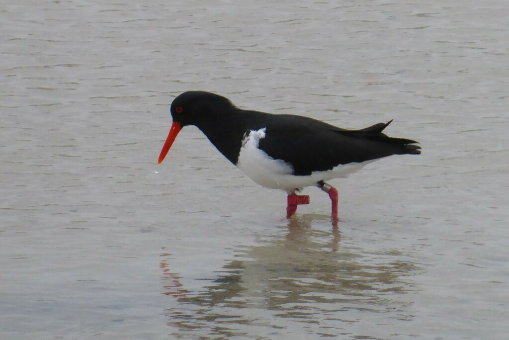 Pied Oystercatcher from Port Fairy VIC 3284, Australia on August 25 ...