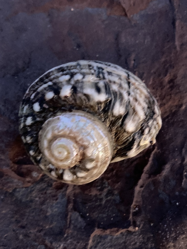 Rough turban shell from Collaroy, NSW, AU on September 9, 2023 at 05:57 ...