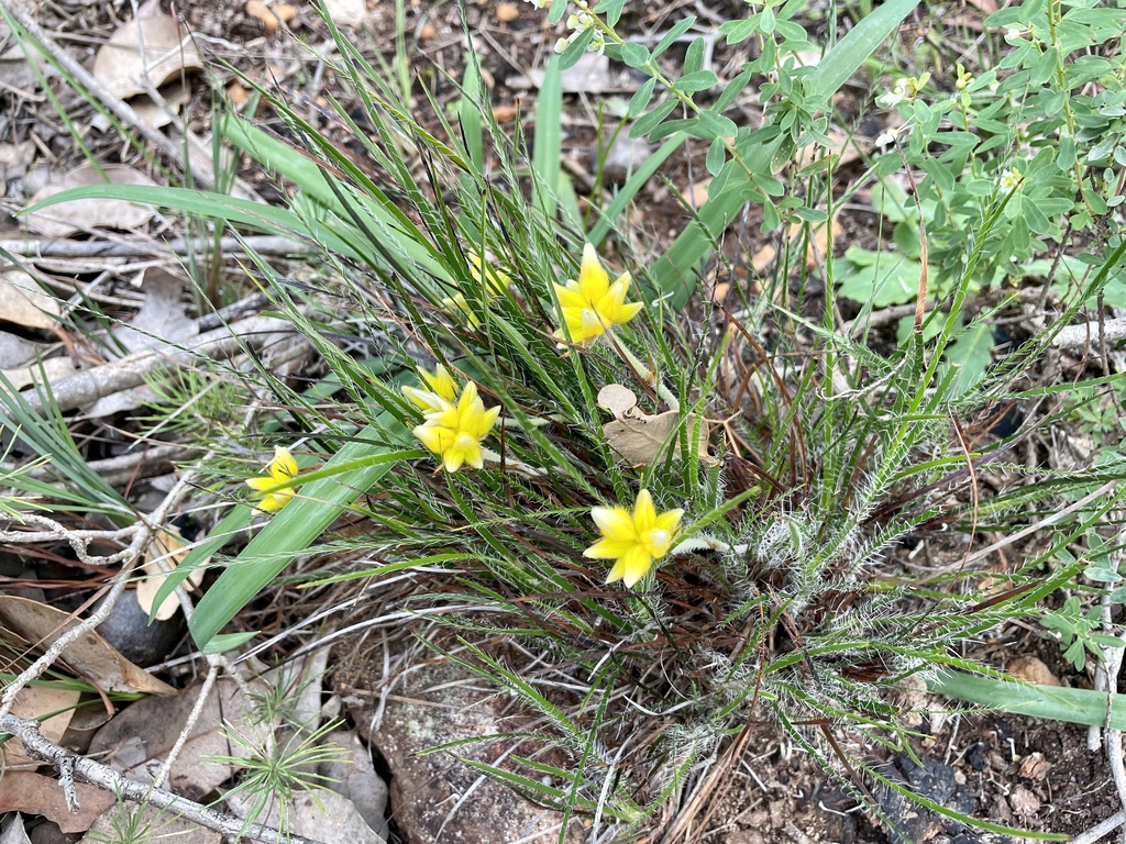 Bristly Cottonhead (Conostylis setigera) - Botanical Realm