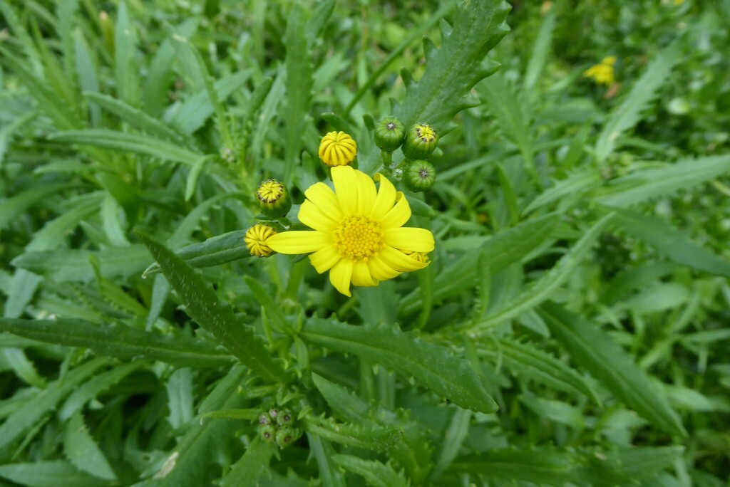 pinnate-leaved groundsel from Port Fairy VIC 3284, Australia on August ...