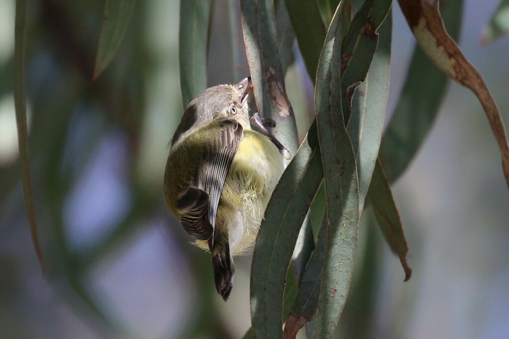 Weebill from Geoscience Australia, Symonston, ACT, Australia on September 9, 2023 at 12:58 PM by ...