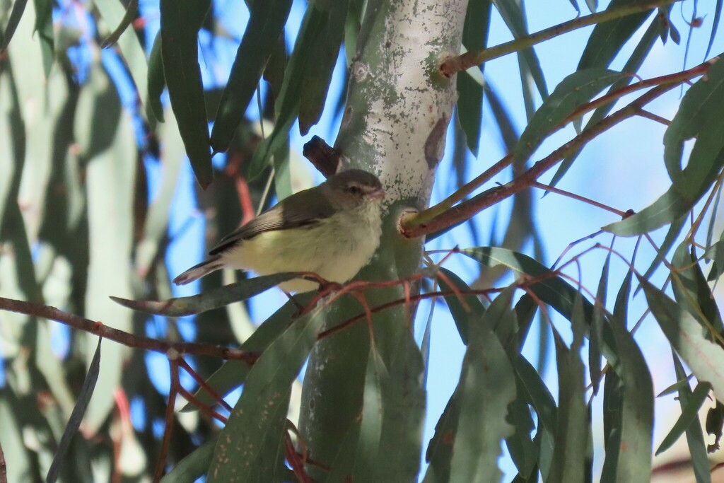 Weebill from Geoscience Australia, Symonston, ACT, Australia on September 9, 2023 at 01:00 PM by ...