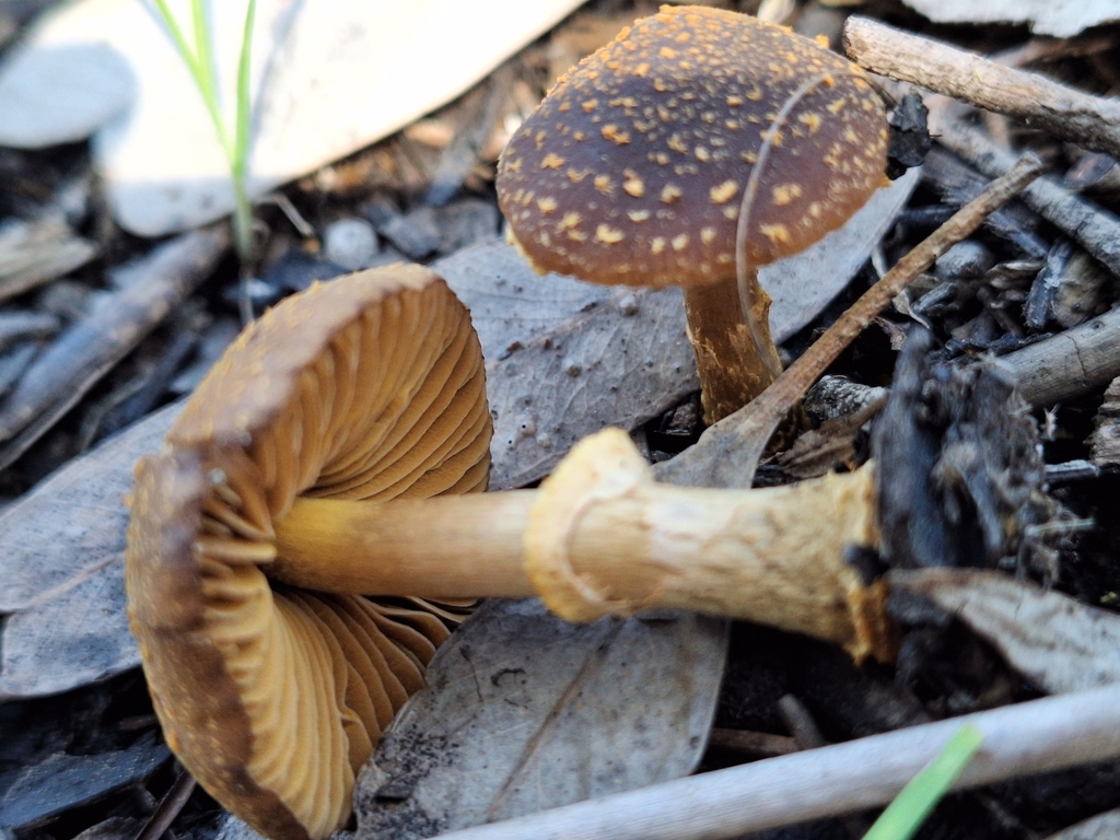 Descolea recedens from Myponga SA 5202, Australia on September 2, 2023 ...