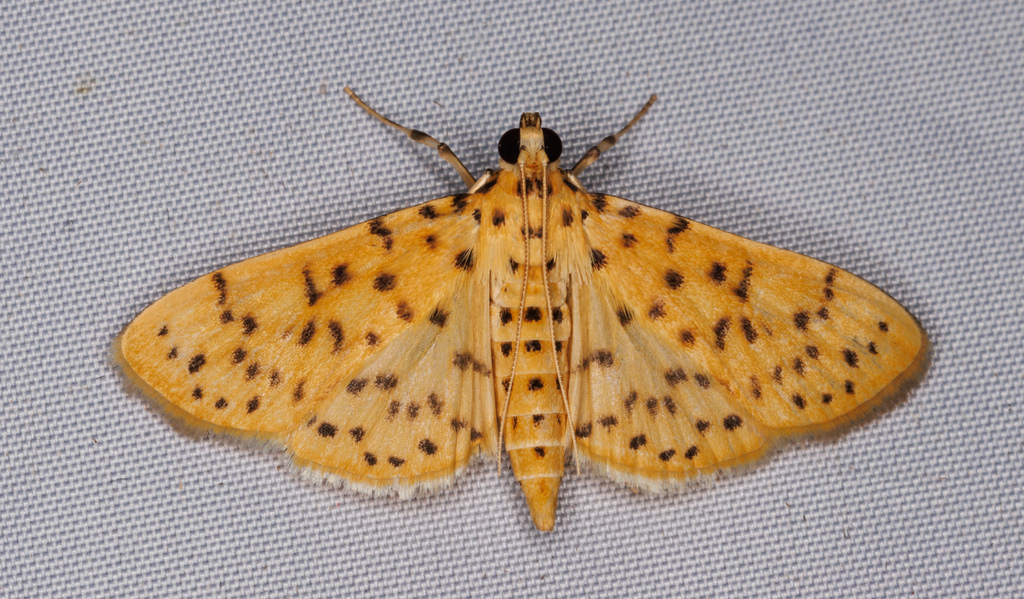 Yellow Peach Moth from 中国浙江省宁波市宁海县 on August 20, 2023 at 08:28 PM by ...